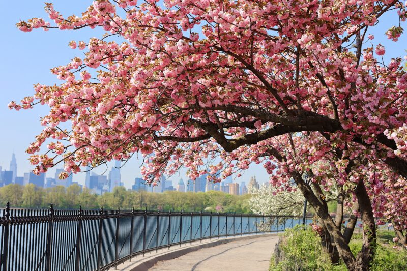 The Best Places To See Cherry Blossoms in New York 2025 - Ana Florentina