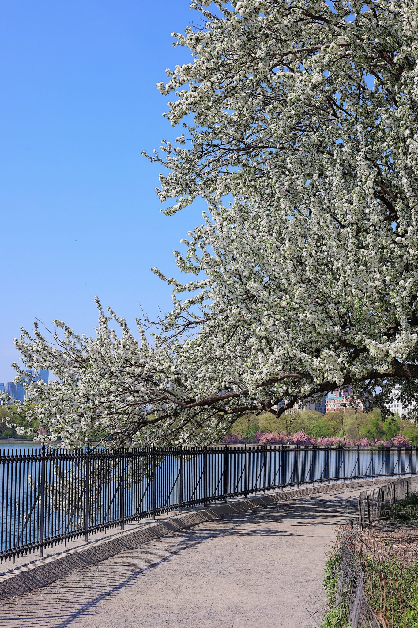 The Best Places To See Cherry Blossoms in New York 2025 - Ana Florentina