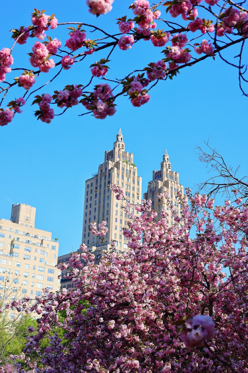The Best Places To See Cherry Blossoms in New York 2025 - Ana Florentina