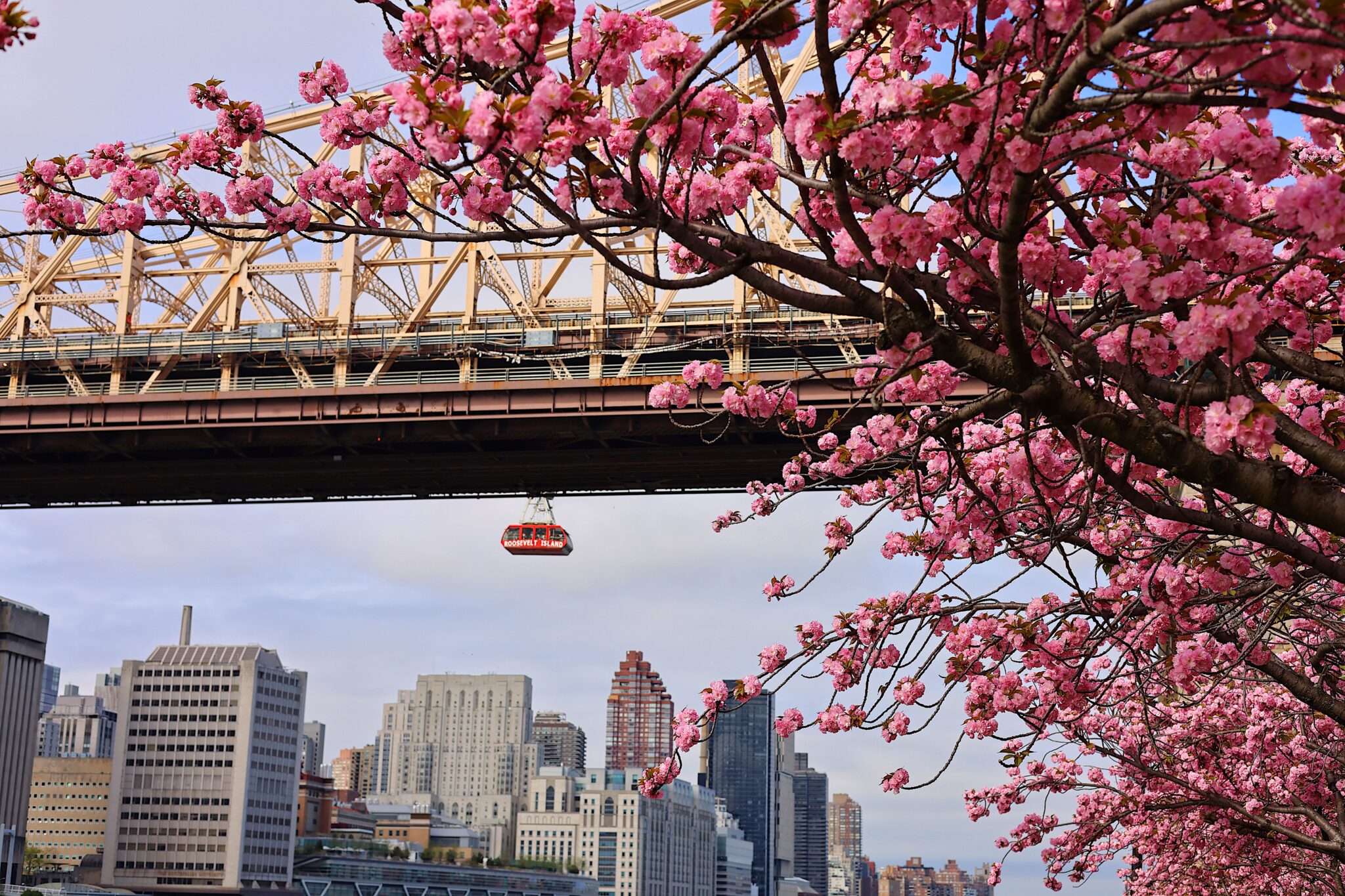 The Best Places To See Cherry Blossoms in New York 2025 - Ana Florentina