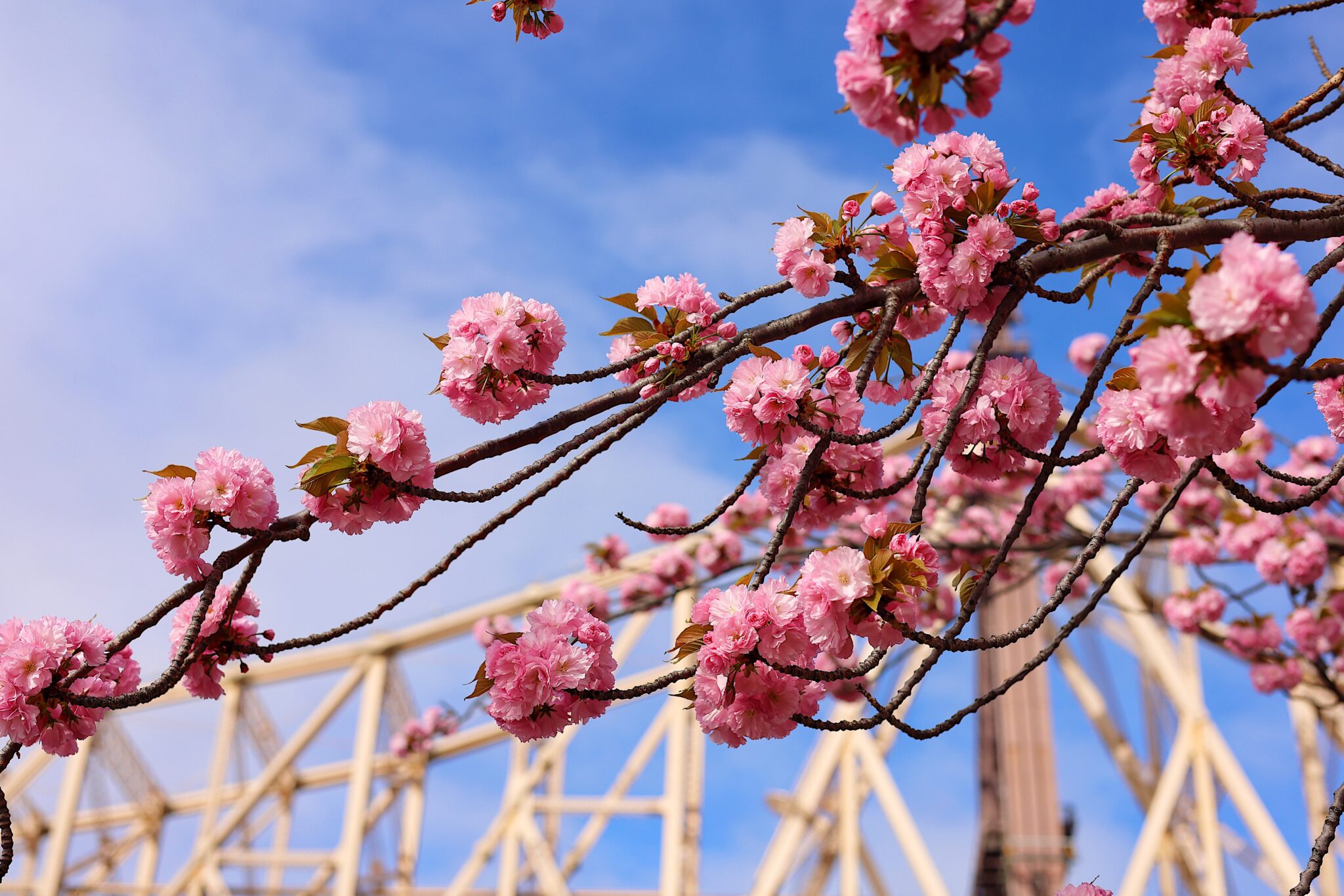 The Best Places To See Cherry Blossoms in New York 2025 - Ana Florentina