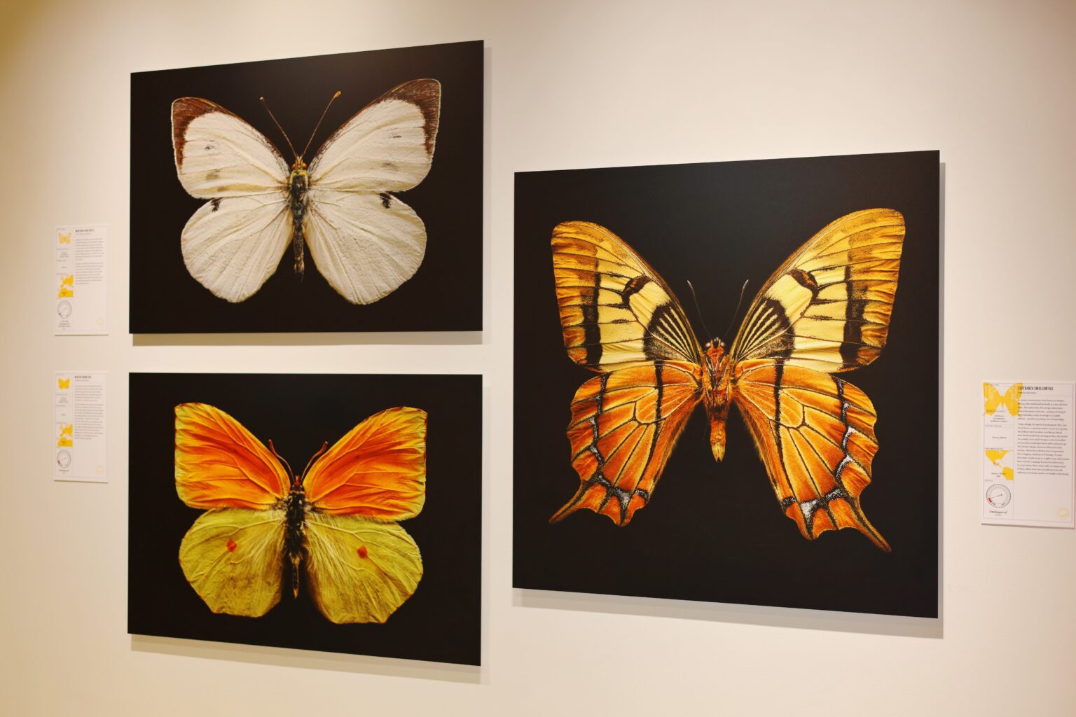 A Guide To The American Museum of Natural History NYC: Highlights ...