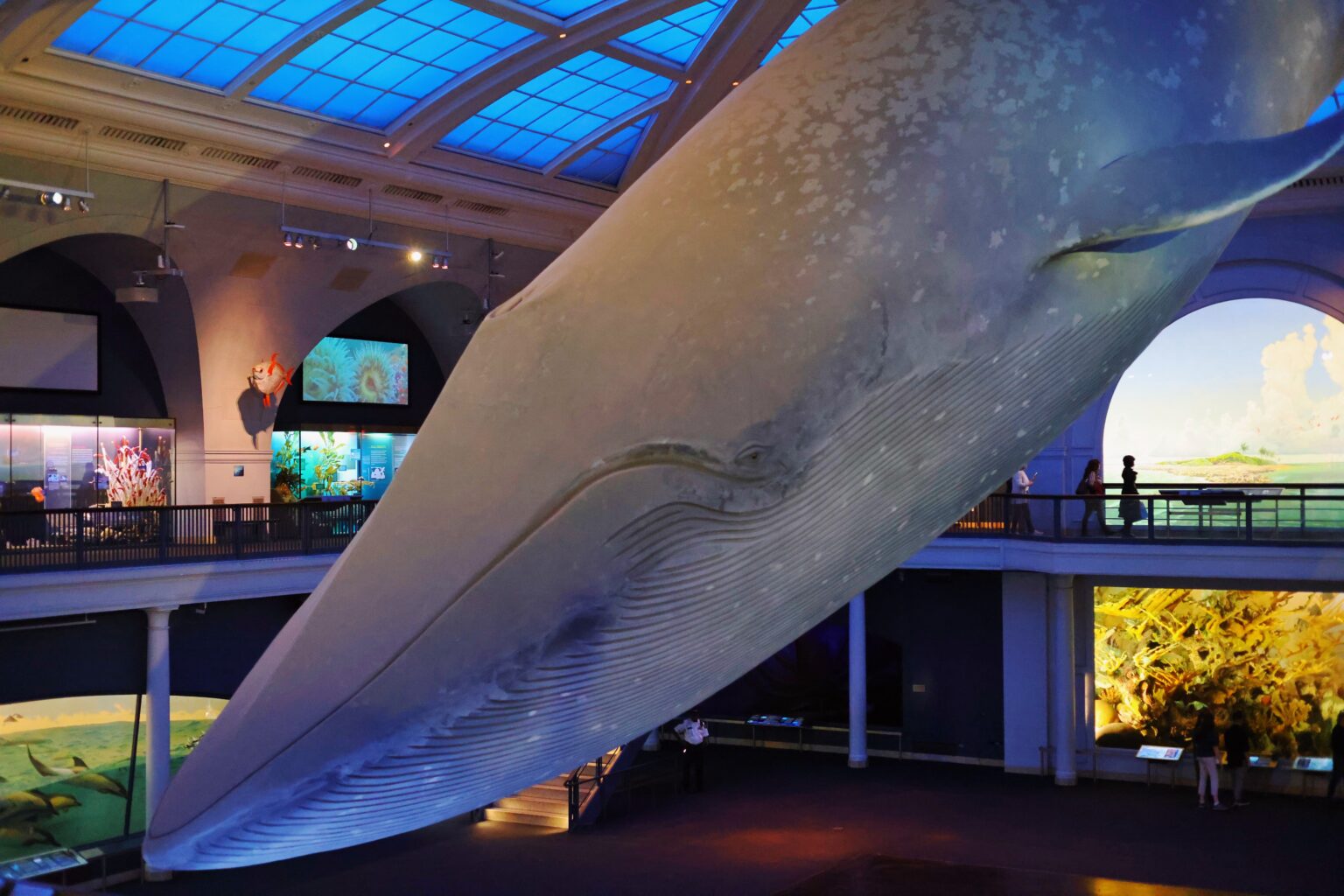 A Guide To The American Museum of Natural History NYC: Highlights ...