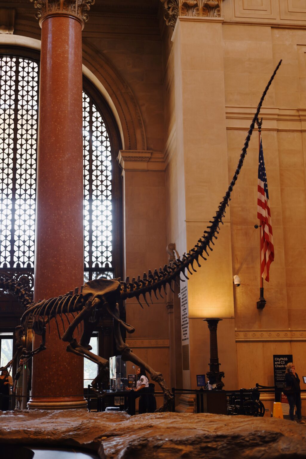 A Guide To The American Museum of Natural History NYC: Highlights ...