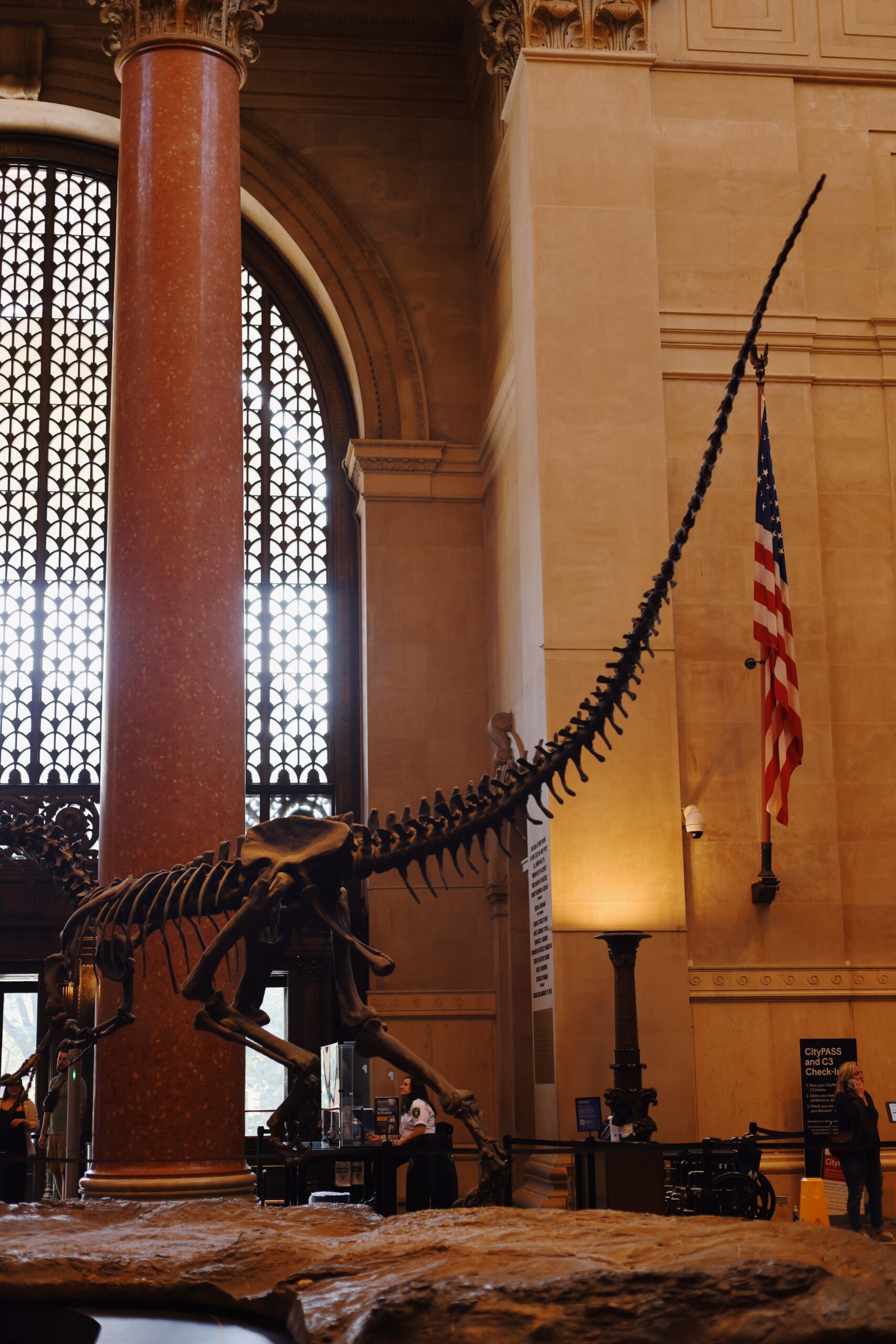 A Guide To The American Museum of Natural History NYC: Highlights ...