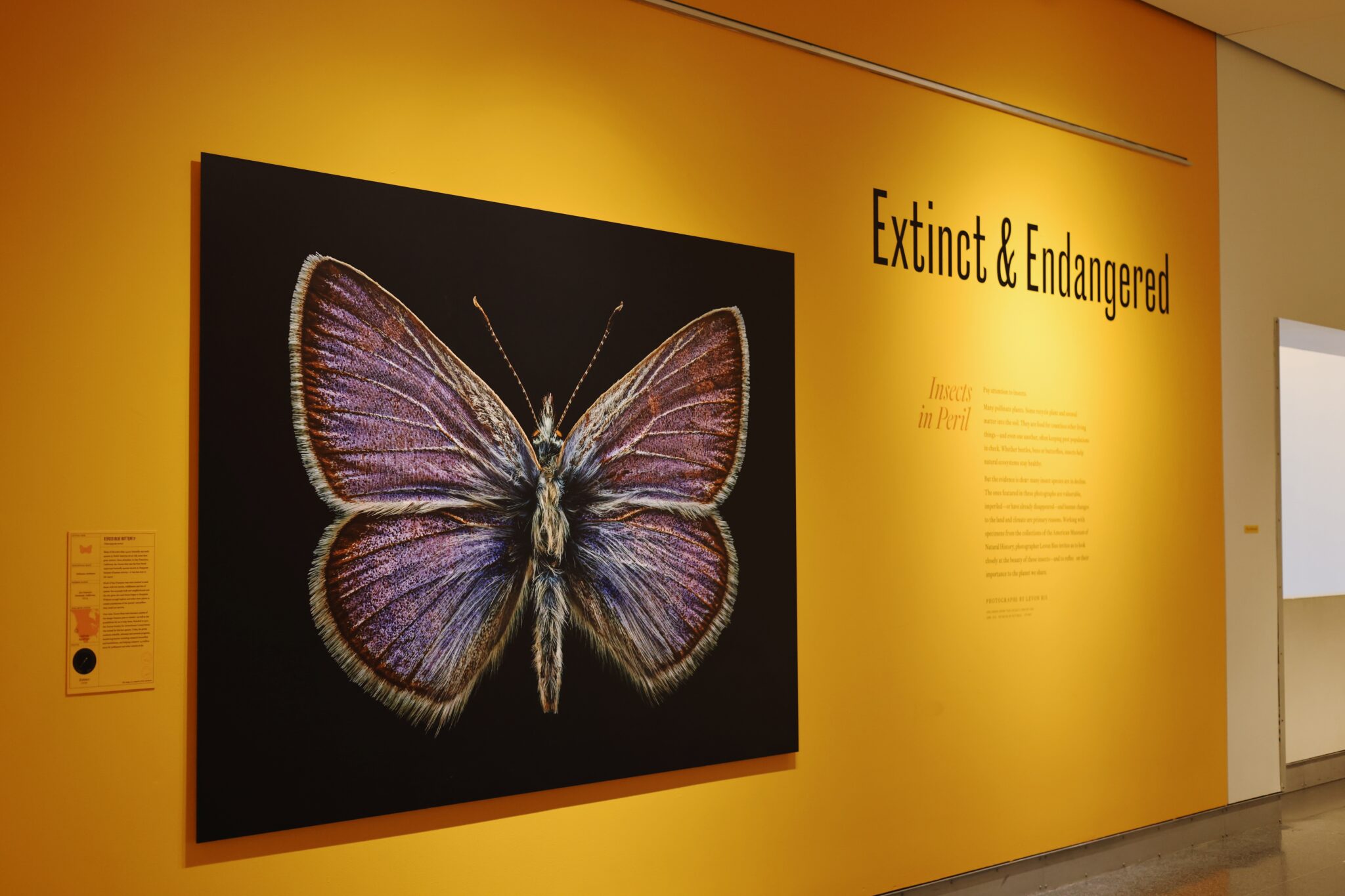 A Guide To The American Museum of Natural History NYC: Highlights ...