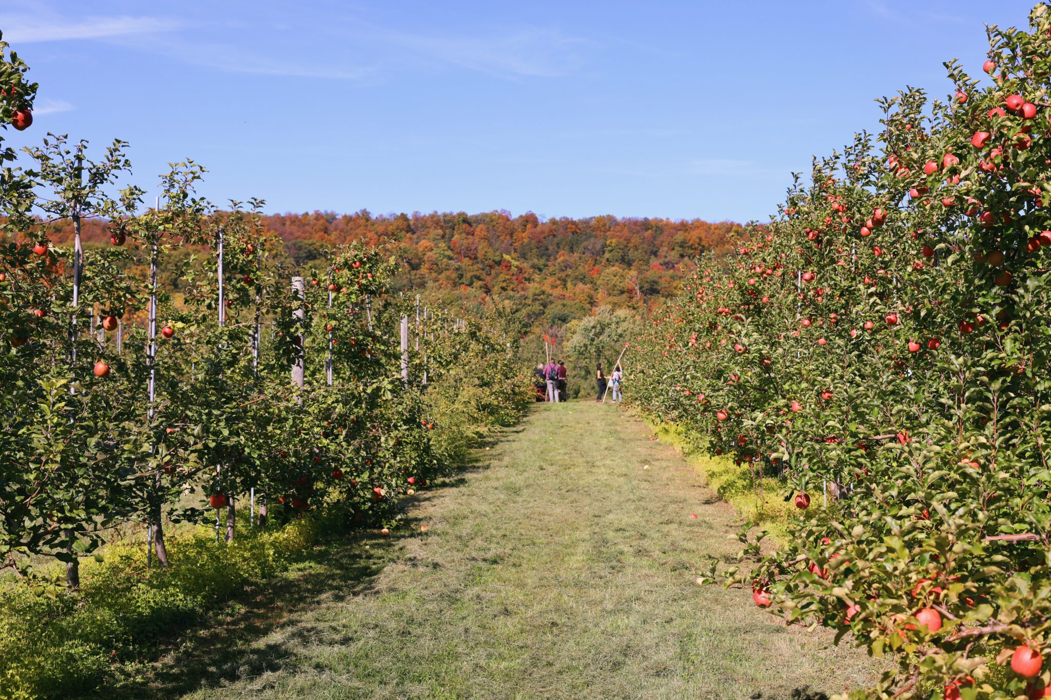 6 Amazing Apple Orchards Near New York City - Ana Florentina