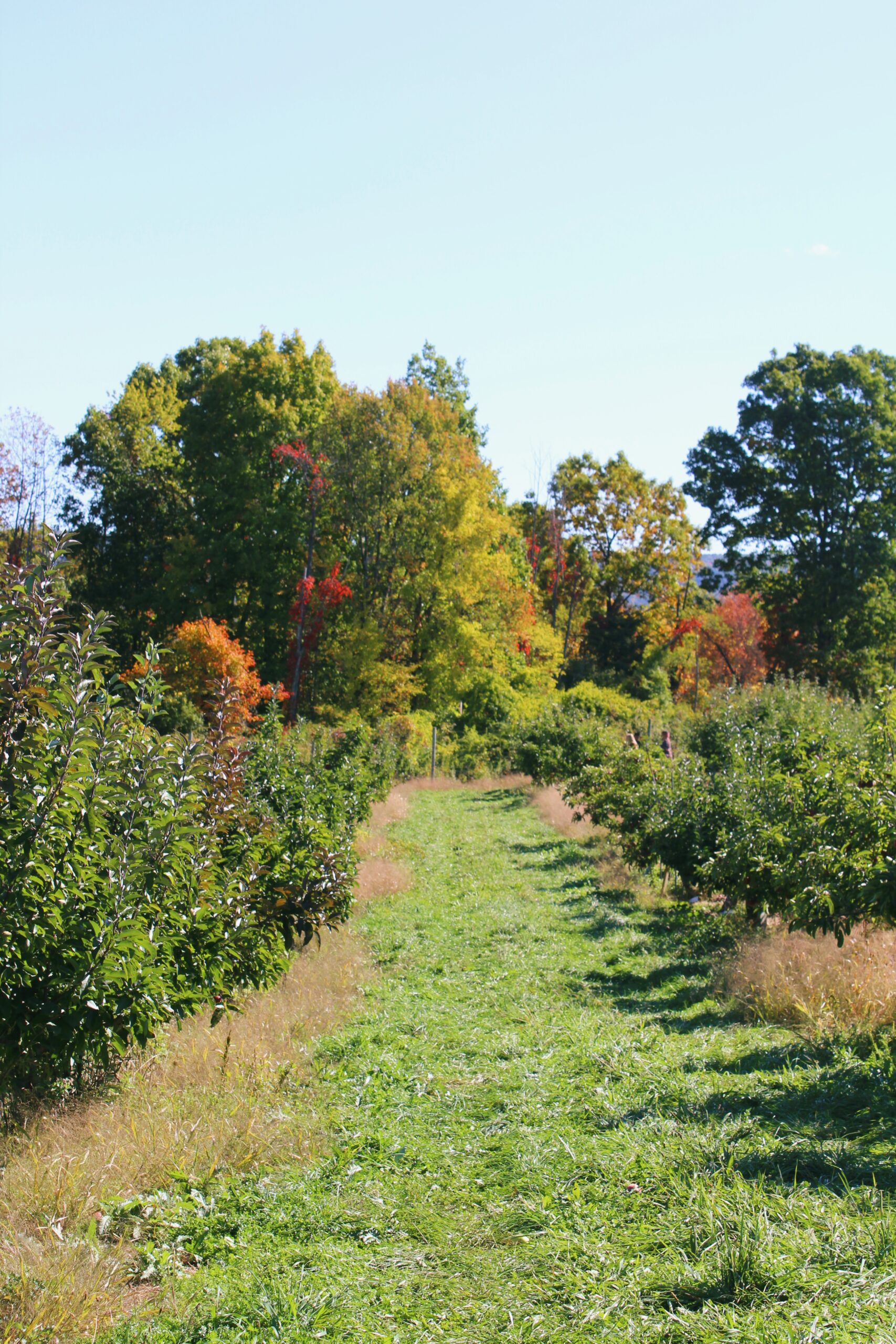 6 Amazing Apple Orchards Near New York City - Ana Florentina