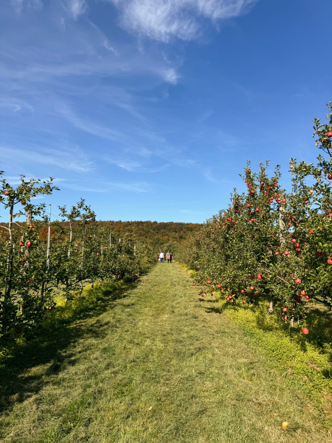 6 Amazing Apple Orchards Near New York City - Ana Florentina