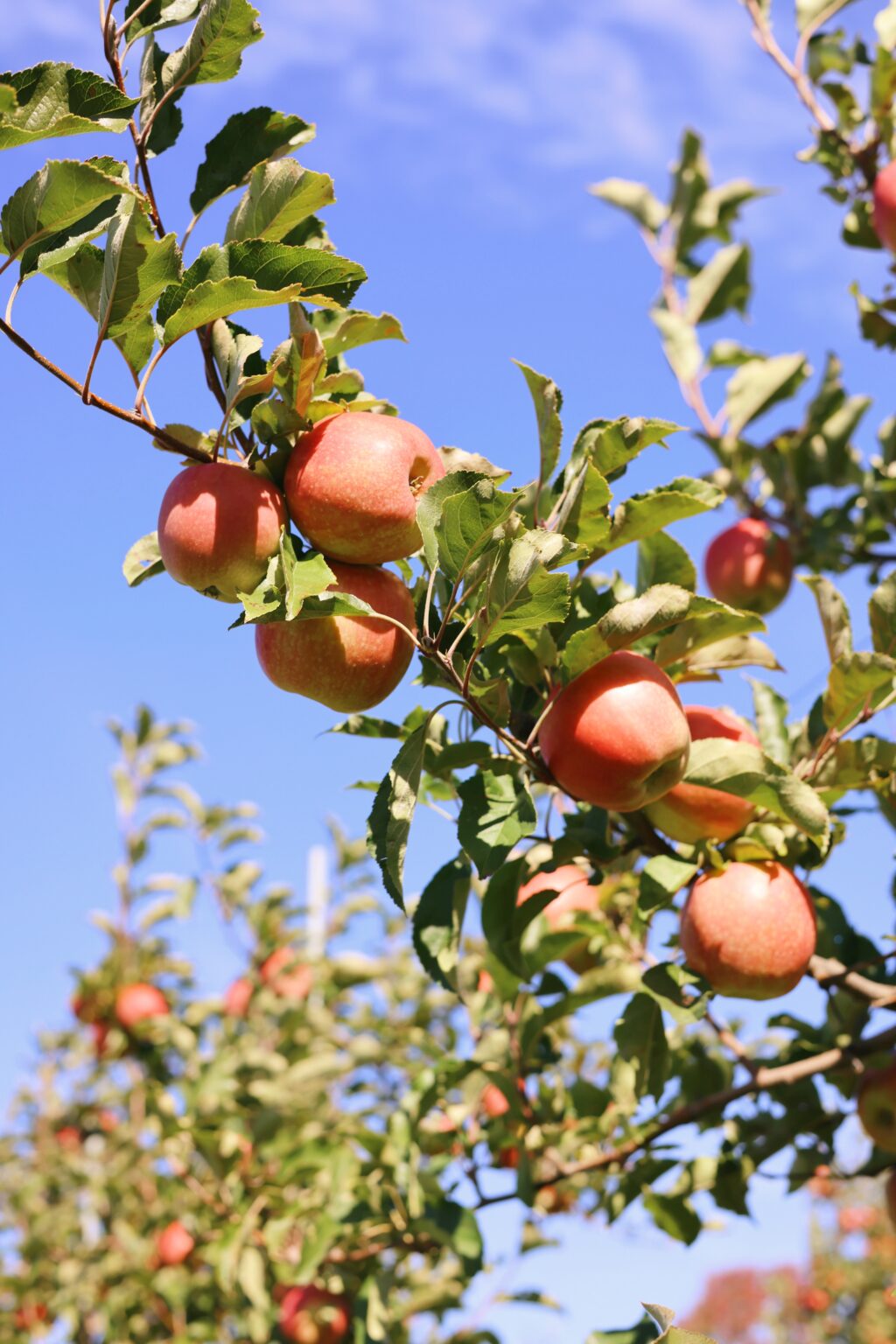 6 Amazing Apple Orchards Near New York City - Ana Florentina