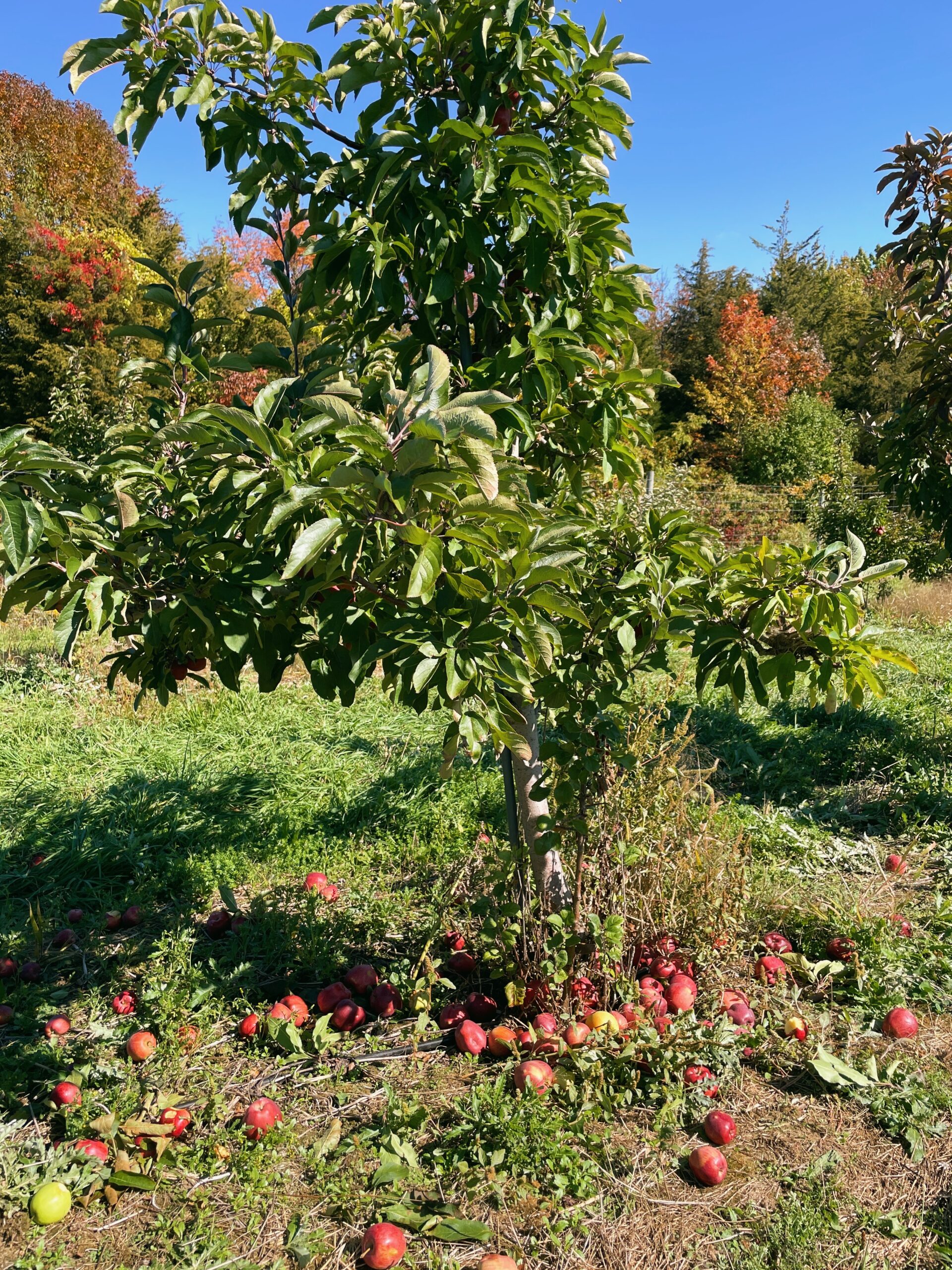 6 Amazing Apple Orchards Near New York City - Ana Florentina